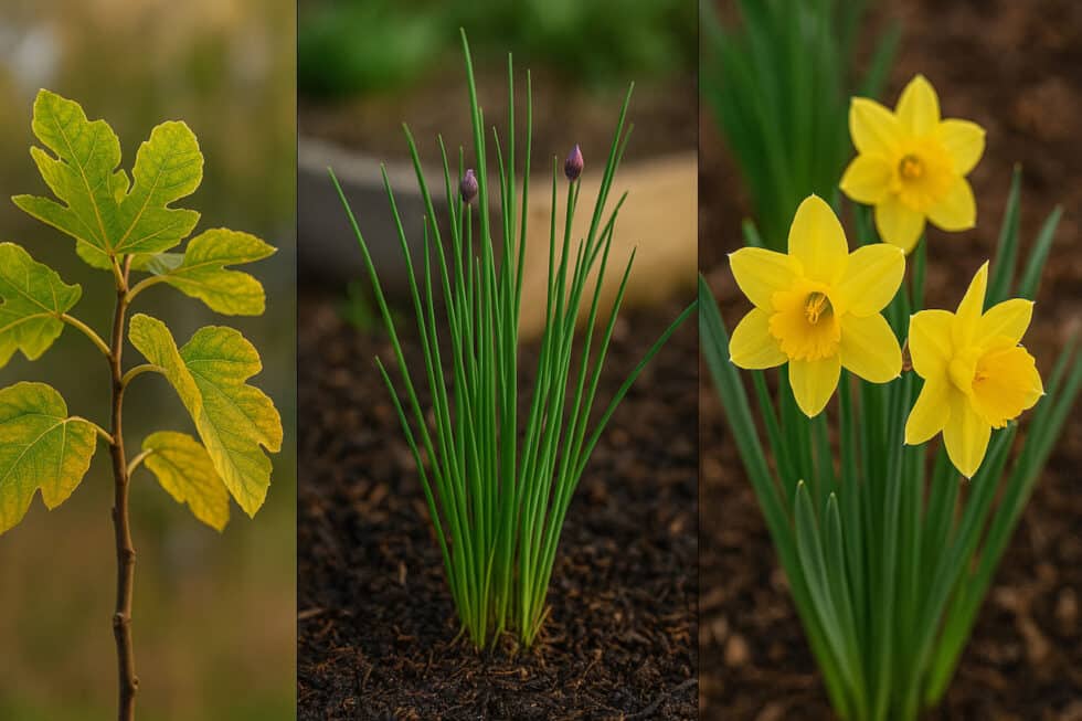 Seasonal Planting Guide & Tips For Perth Climate