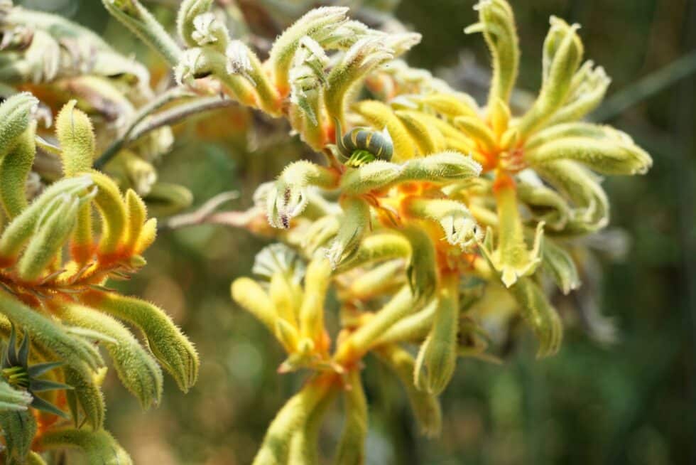 Top Drought-Resistant Plants for WA Gardens | Looking Good Landscaping